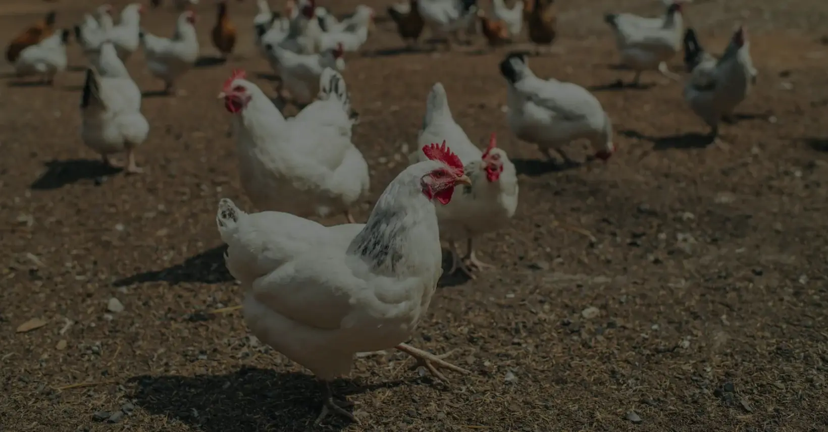 Poultry Range - Vetcare Africa